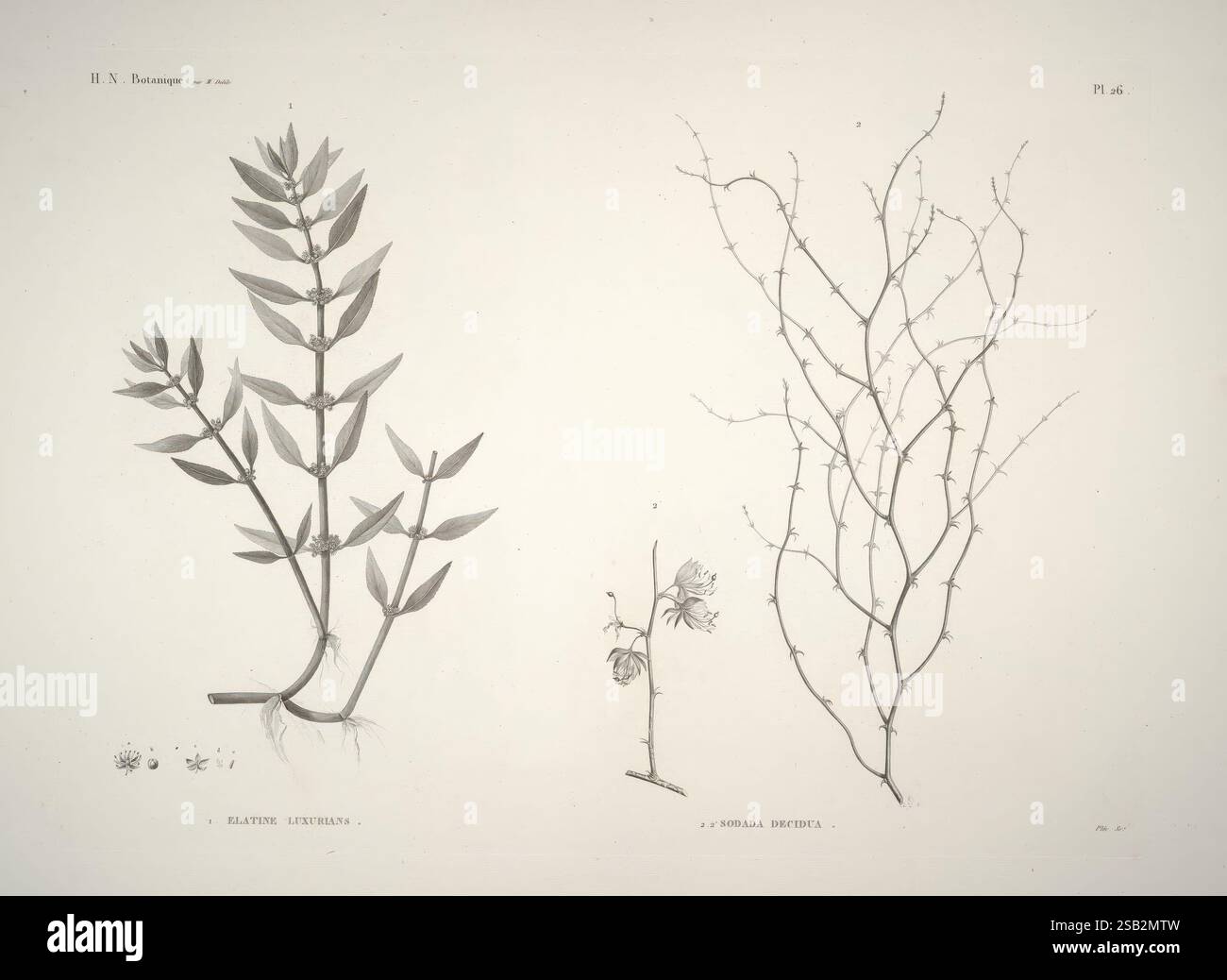Flora d'Egypte, Paris, Imprimerie Impériale, 1813, plants, Egypt., The ...