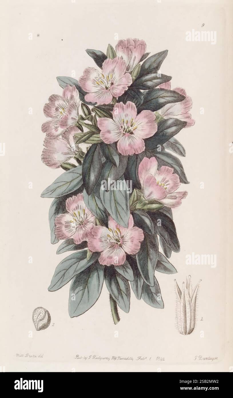 Edwards's Botanical Register London James Ridgway 1829-1847 1829 19th ...