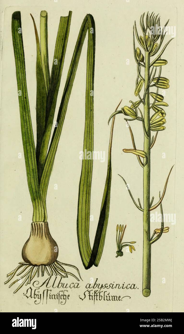 Displayed alongside long hi-res stock photography and images - Alamy