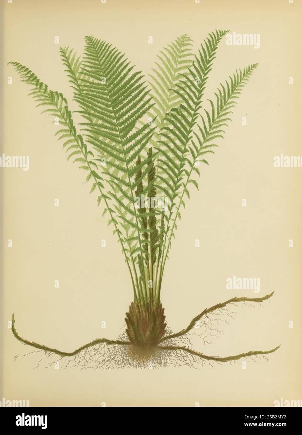 Lush green fern showcases hi-res stock photography and images - Alamy