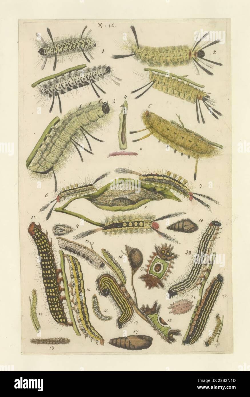 Lepidoptera manuscript [between 1873-1883?] lepidoptera life cycles ...