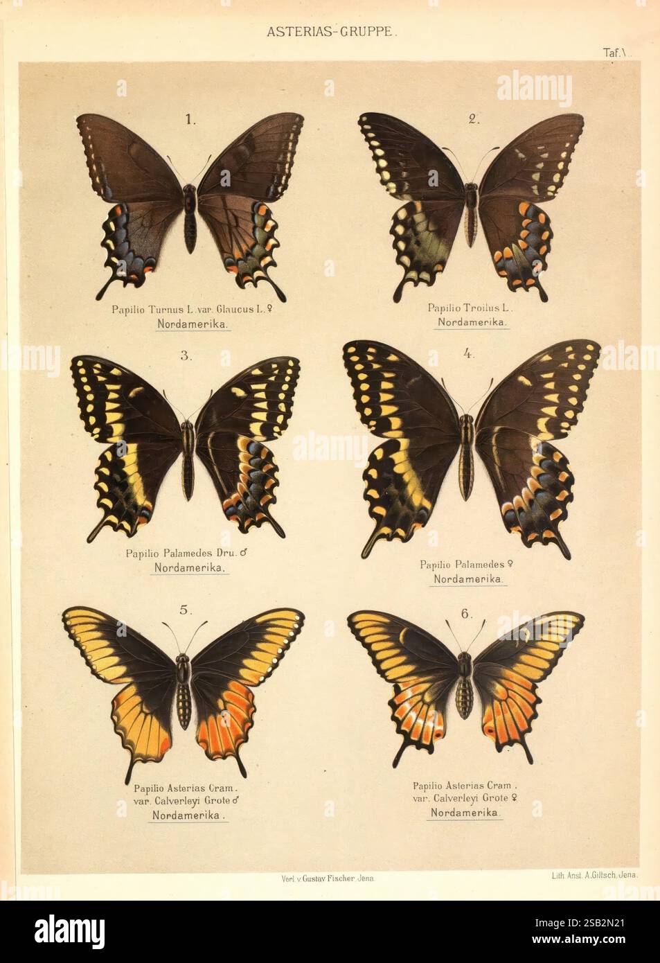 Featuring six distinct varieties hi-res stock photography and images ...