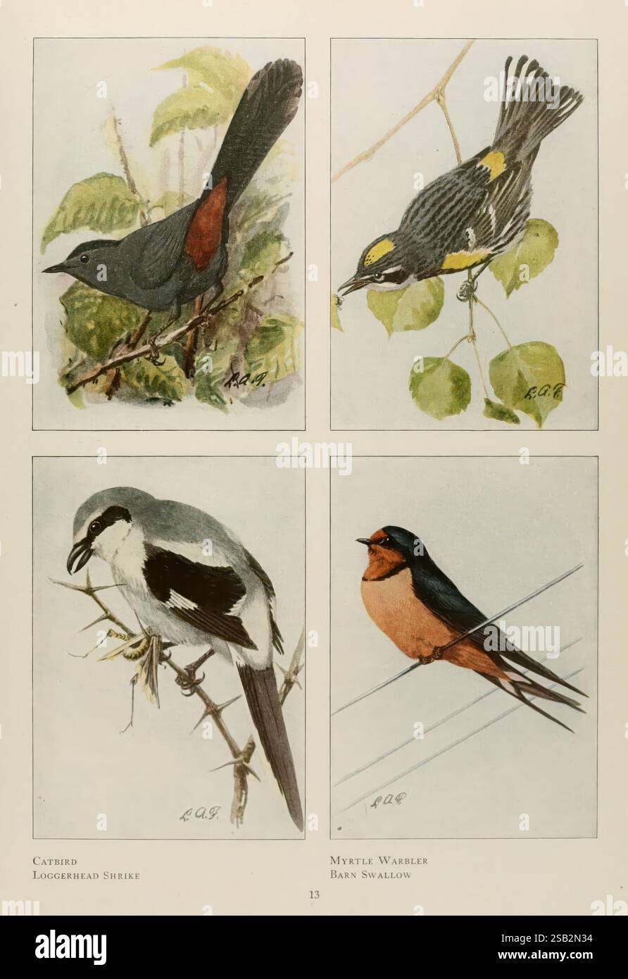 The book of birds, Washington, D.C, 1921, birds, United States, This ...