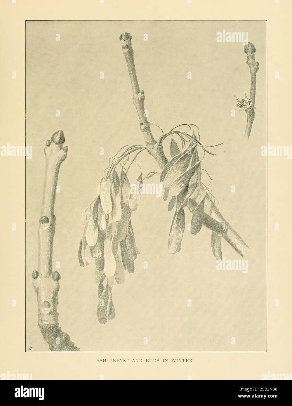 British, trees, London, Hutchinson, 1907, Great Britain, trees, The ...