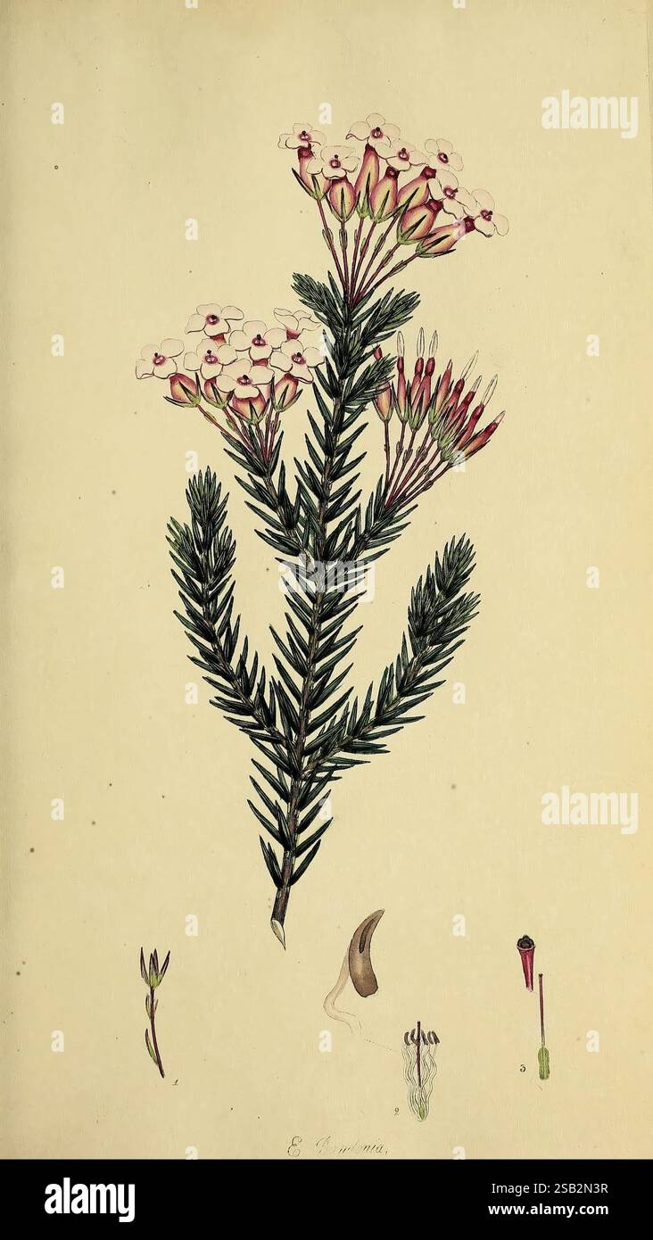 Whorled patterns hi-res stock photography and images - Alamy