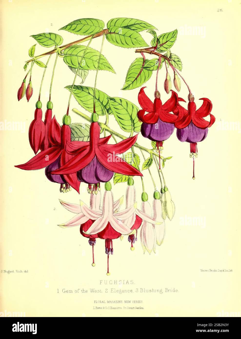 Pale pink variants hi-res stock photography and images - Alamy