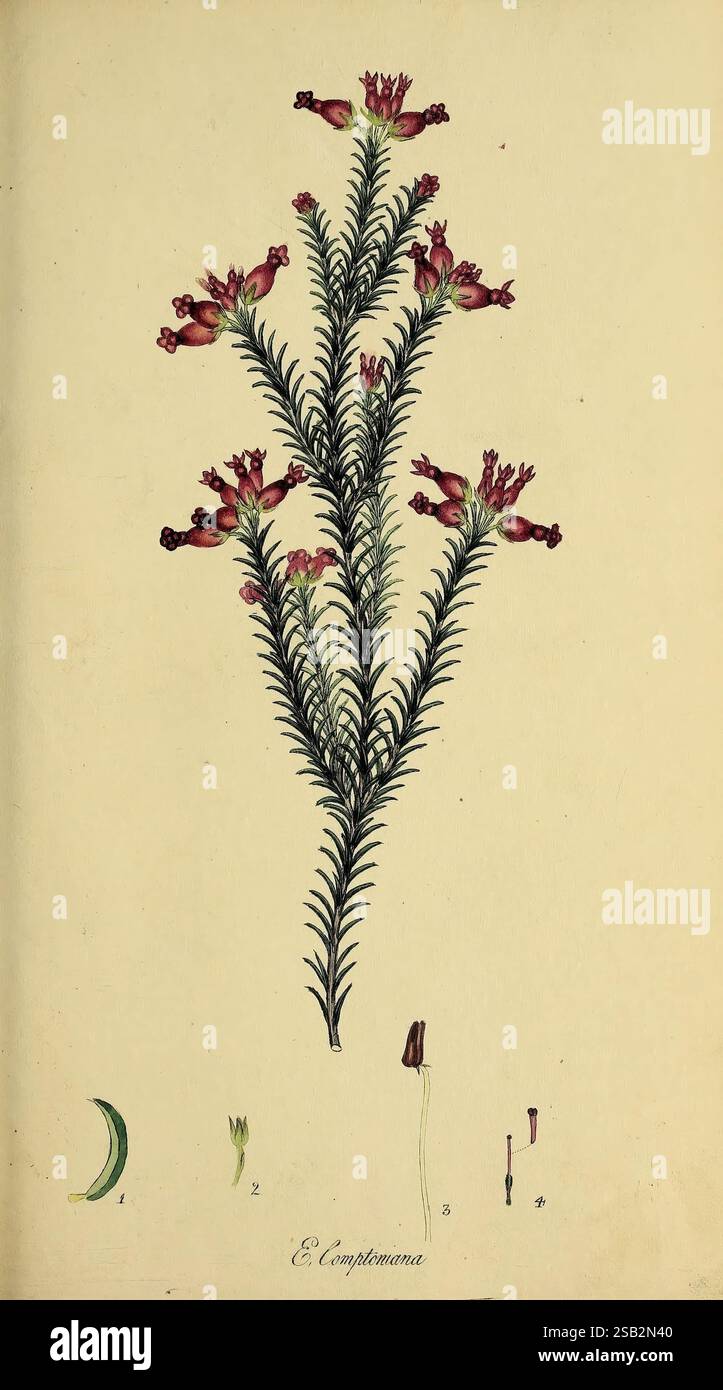 The, heathery, or A, monograph, of, the, genus, Erica, London, Henry, G ...
