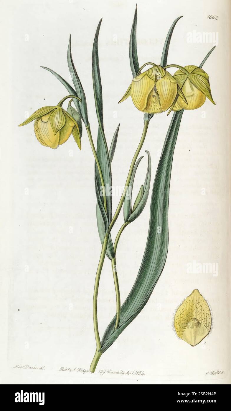 Plant introduction plants ornamental 48 sarah ann drake 2 women hi-res ...