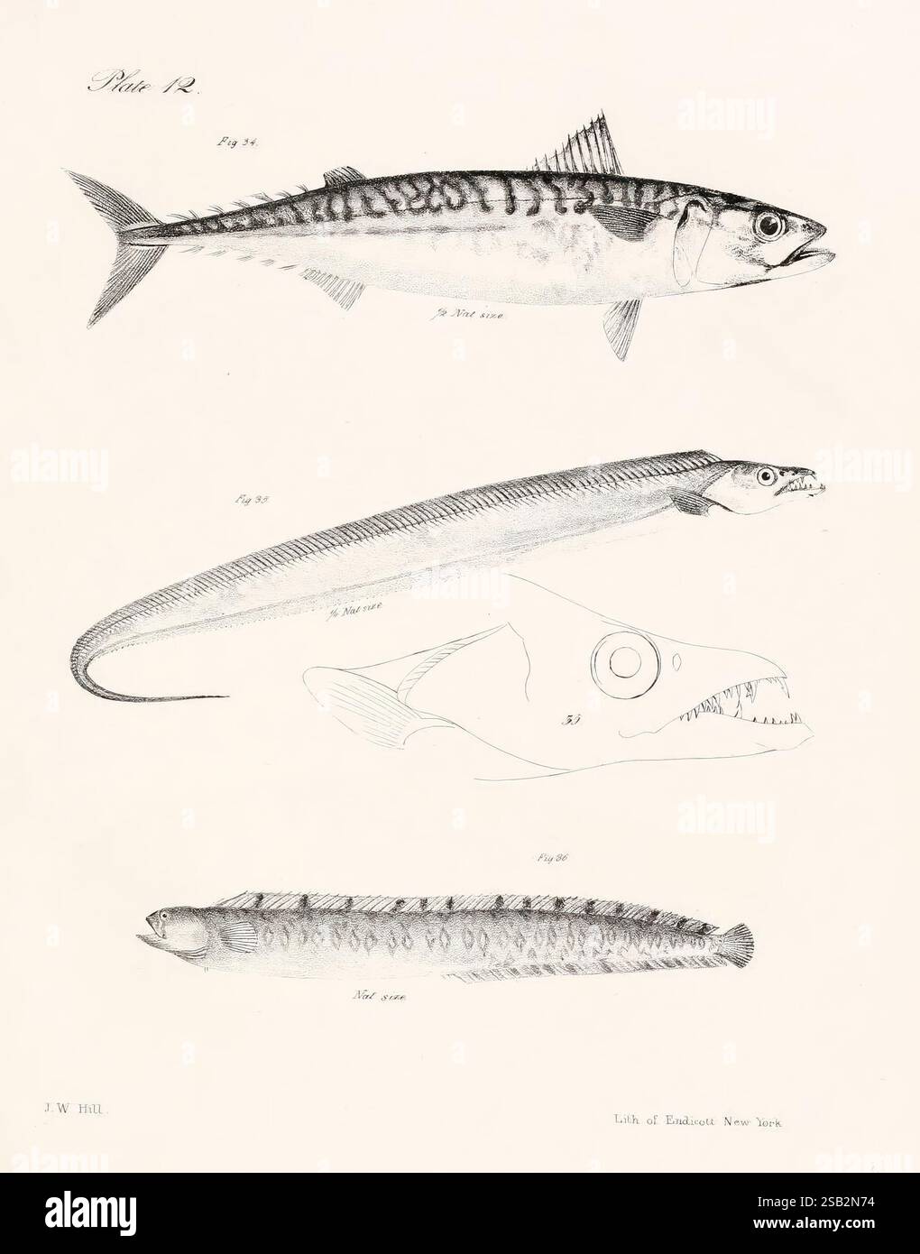 Fish head reveals hi-res stock photography and images - Alamy