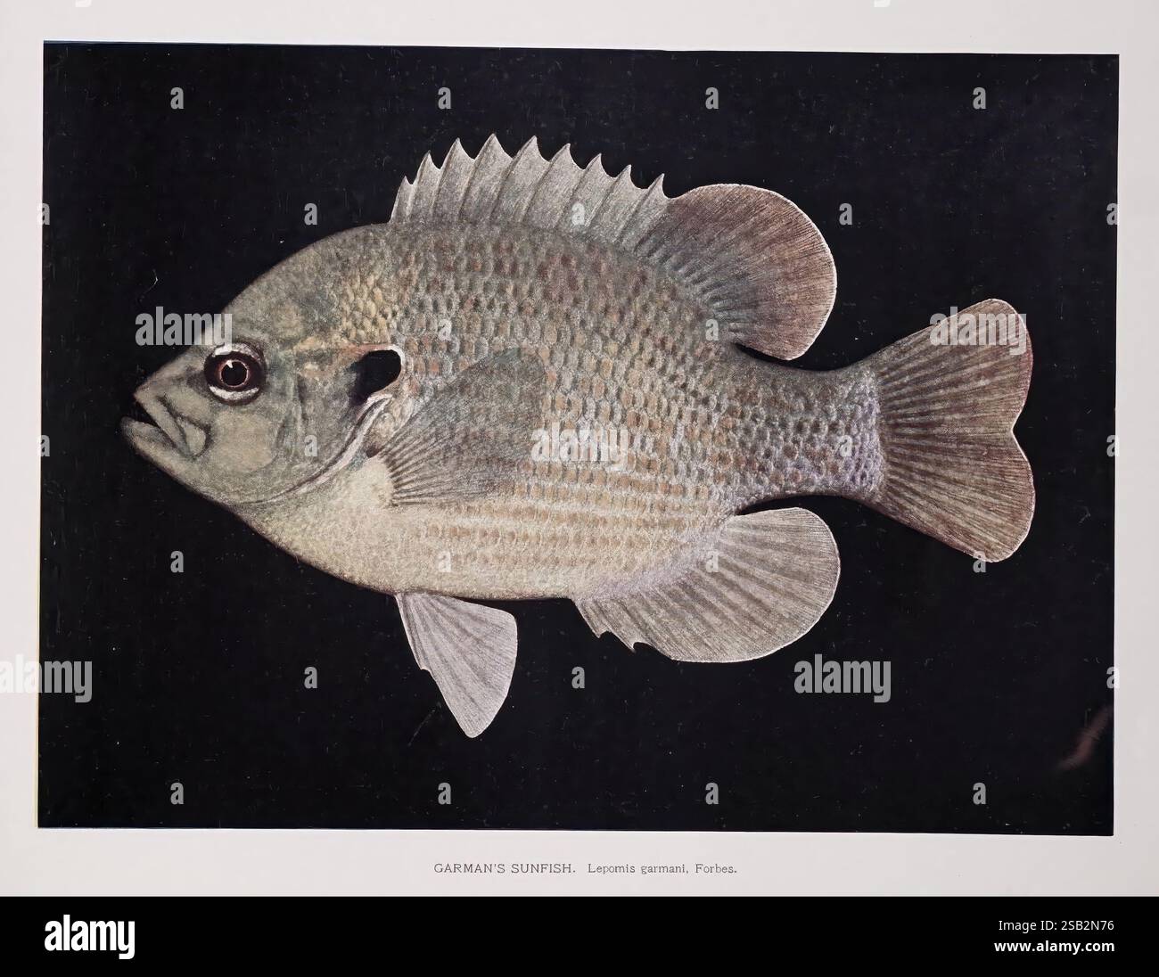 Sample, plates, of, Illinois, fishes. [Urbana? Ill.] c1903, fishes ...