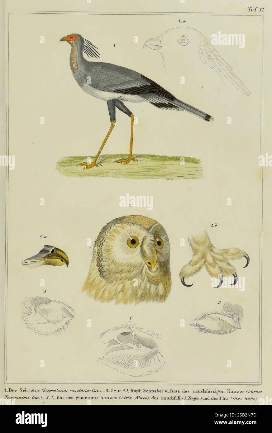 Specialized bird structures hi-res stock photography and images - Alamy