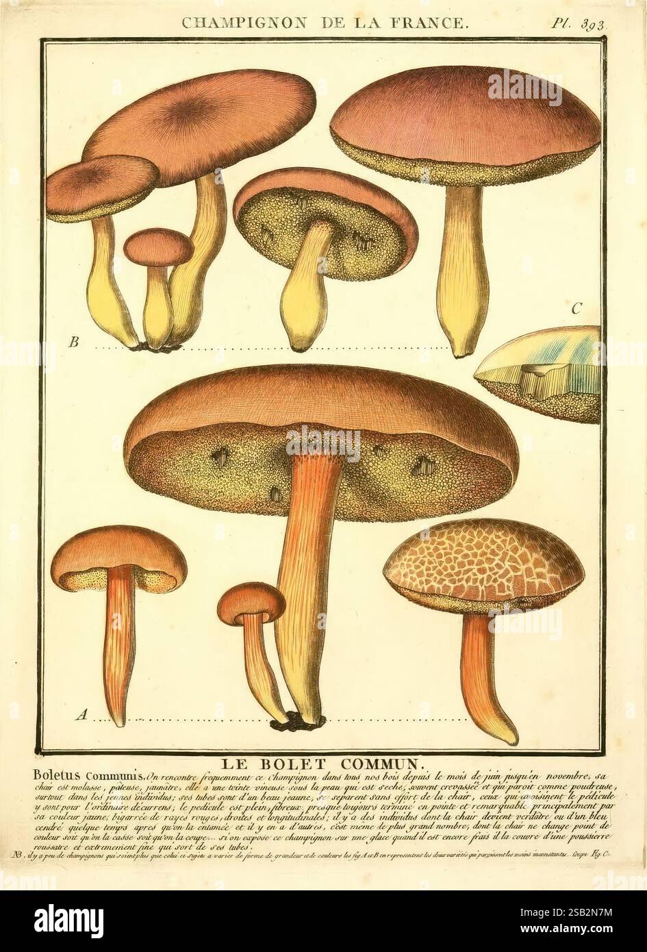 Boletus communis hi-res stock photography and images - Alamy