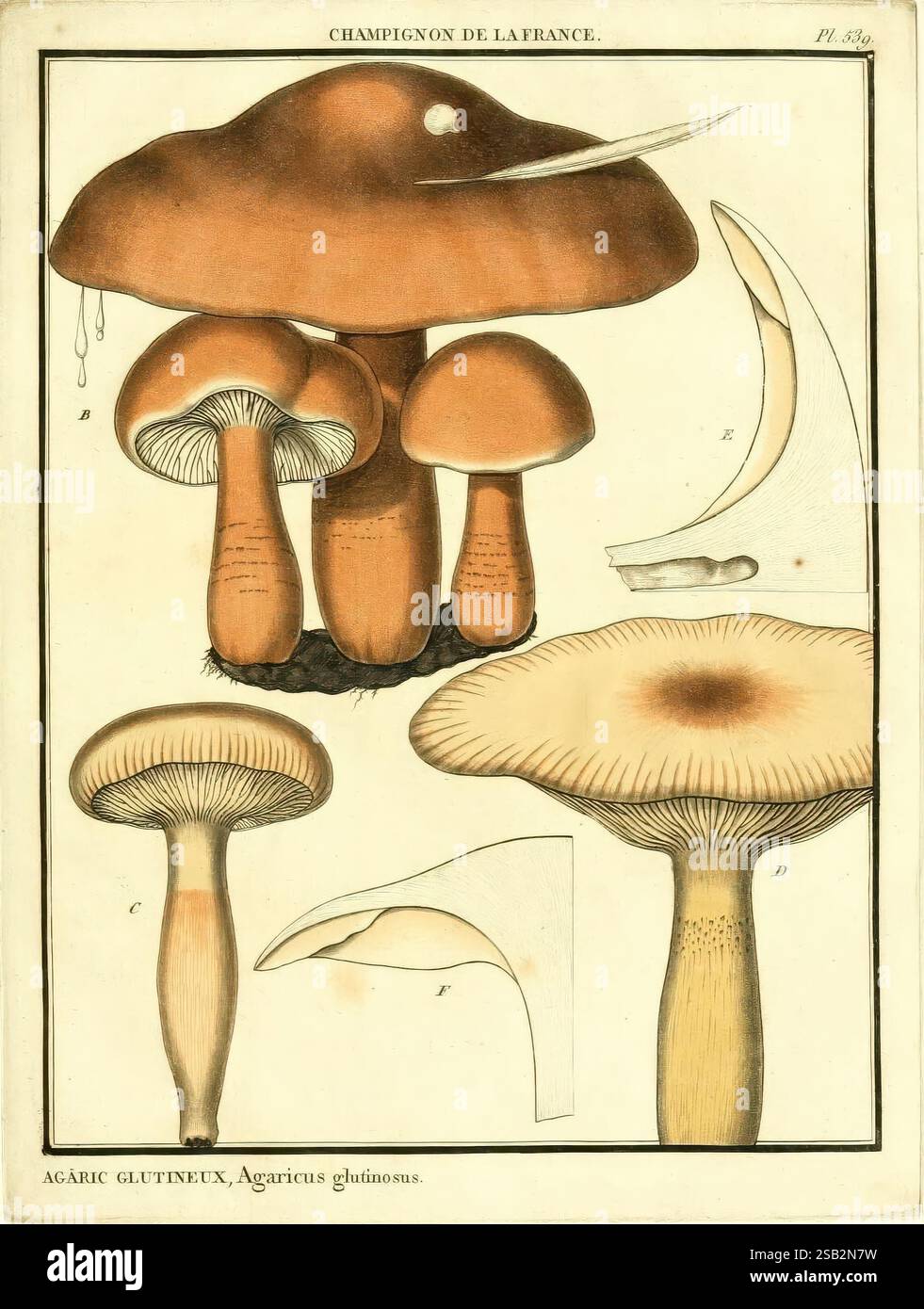 Mushroom species agaricus glutinous hi-res stock photography and images ...