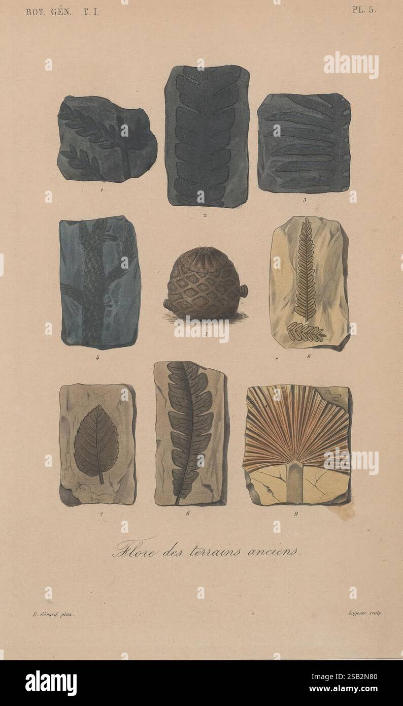 Multiple leaf fossils hi-res stock photography and images - Alamy