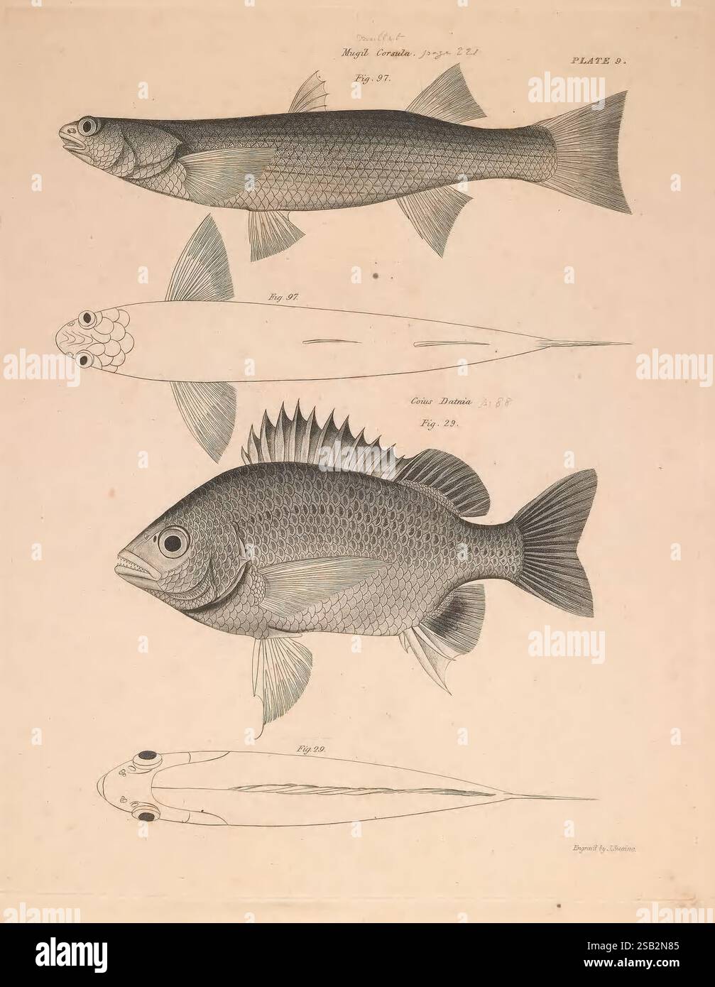 An account of the fishes found in the river Ganges and its branches ...