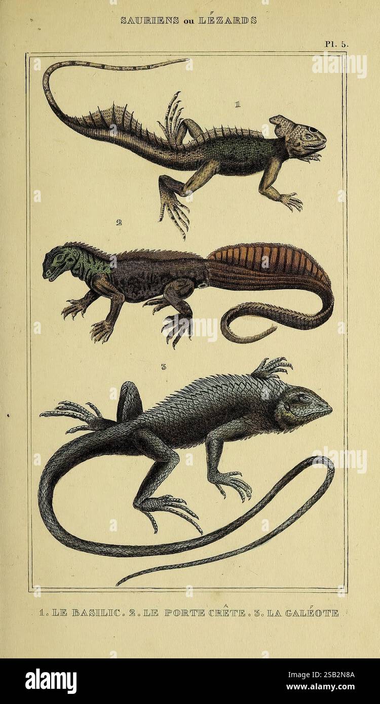 To attract snakes and lizards hi-res stock photography and images - Alamy