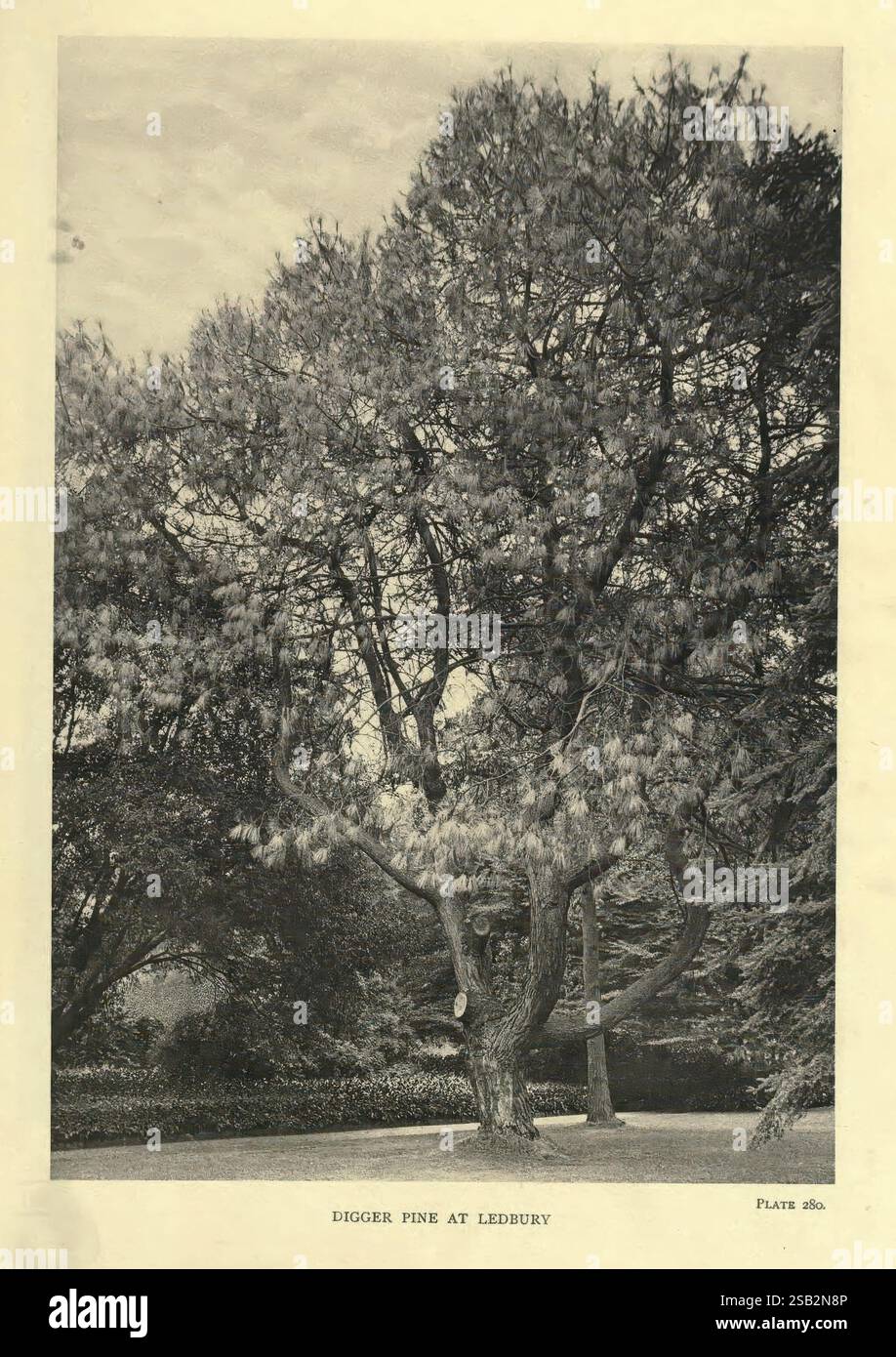 The Trees of Great Britain & Ireland, Edinburgh, Priv. Print, 1906-13 ...