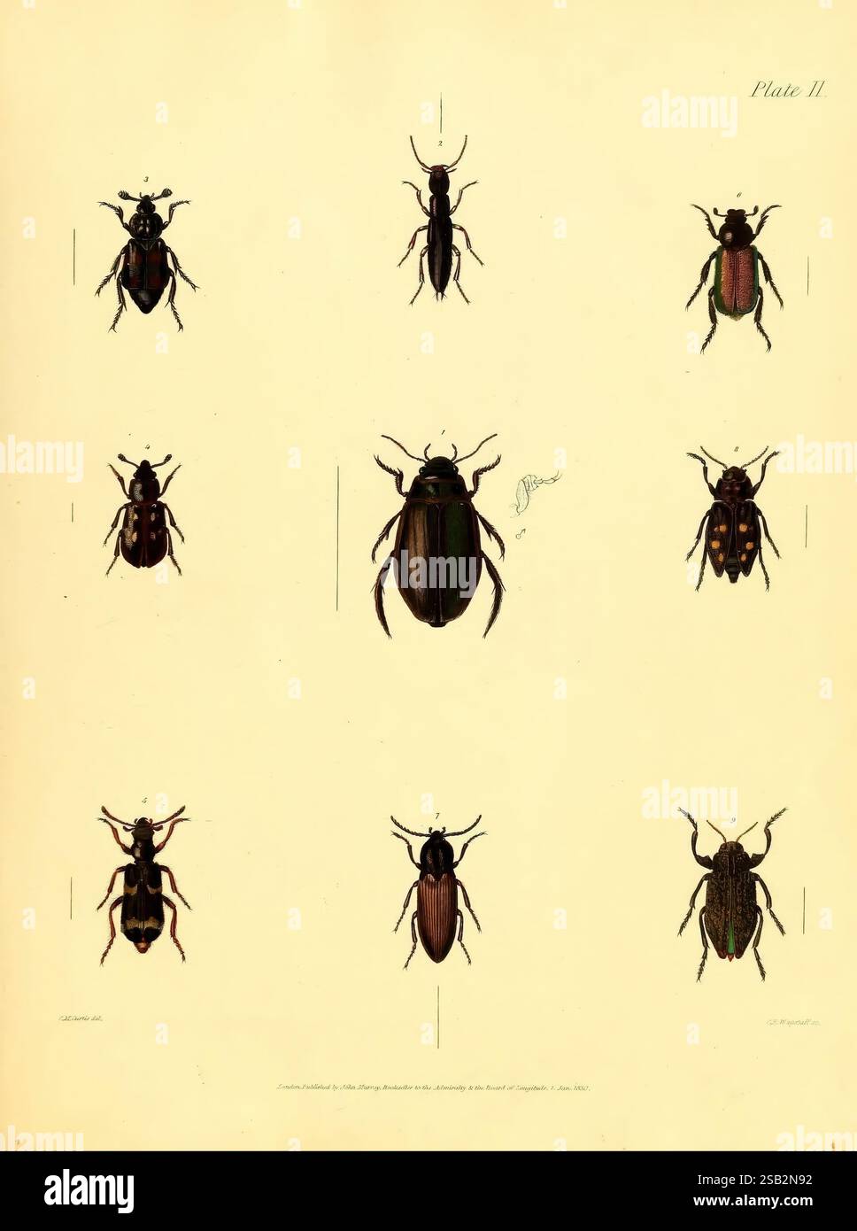Fauna boreali-americana, or The zoology of the northern parts of ...