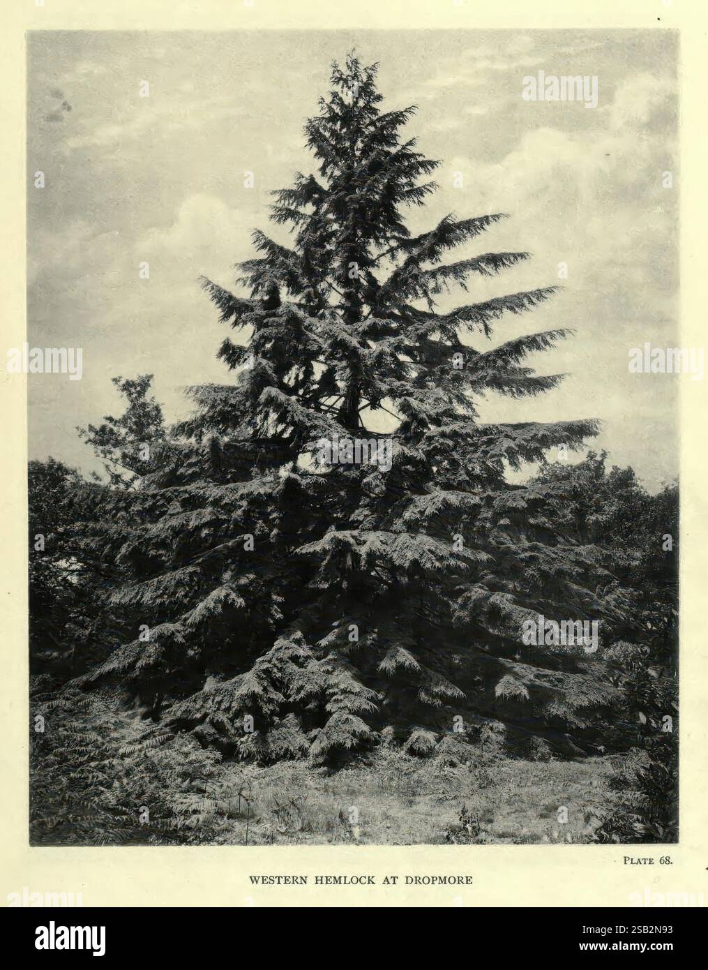 Majestic western hemlock tree hi-res stock photography and images - Alamy