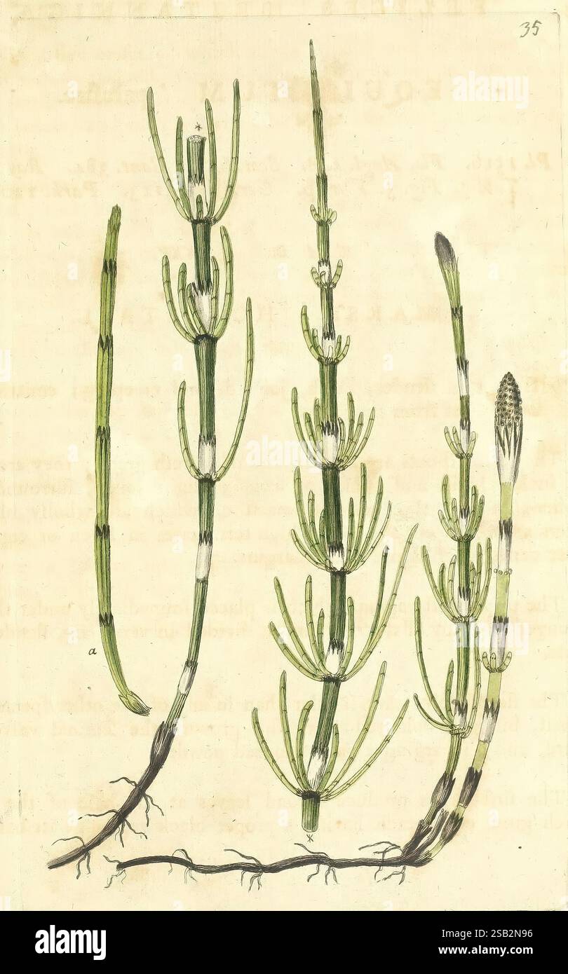 Distinctive jointed appearance hi-res stock photography and images - Alamy