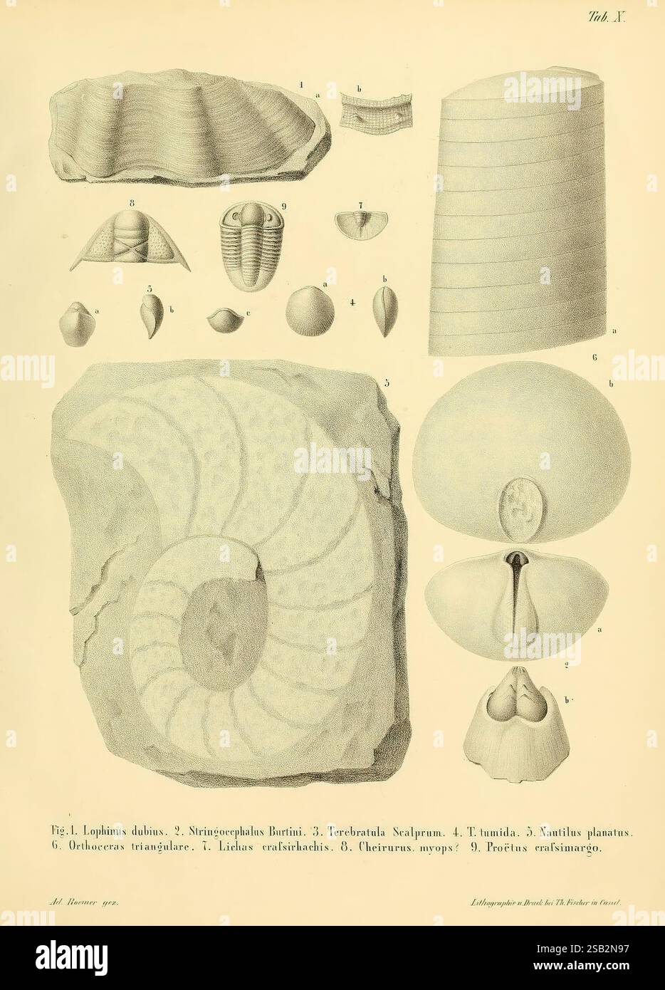 Palaeontographica, Cassel, Theodor Fischer, 1846-1933, 560643, geology ...