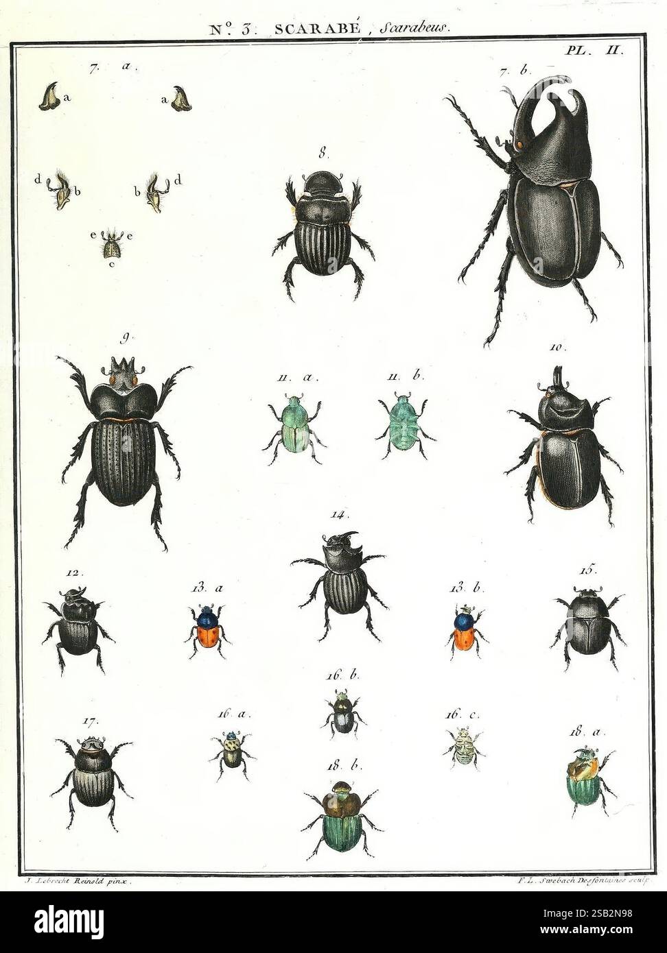 Different beetle forms hi-res stock photography and images - Alamy