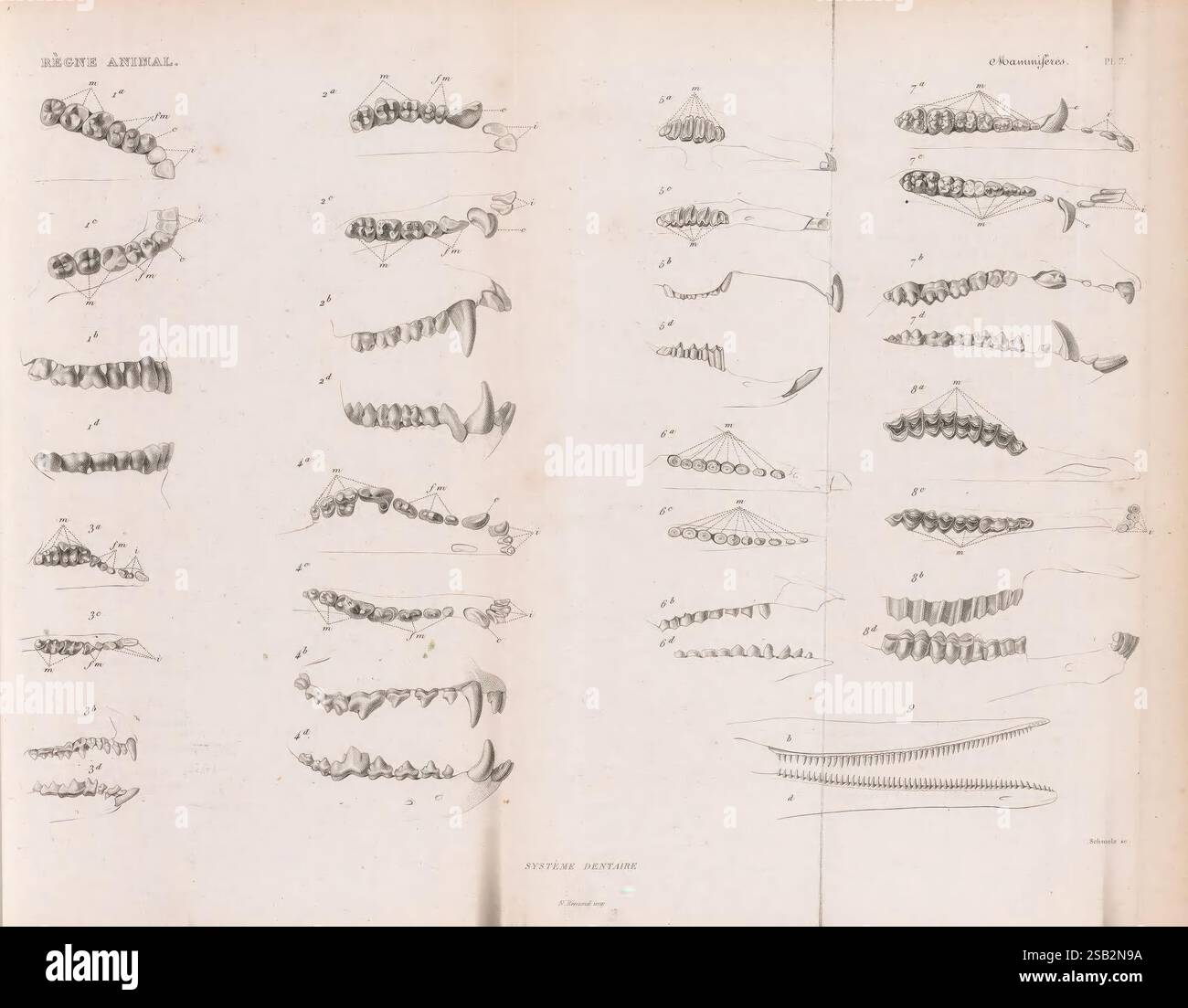 Numbered segment depicts different forms hi-res stock photography and ...