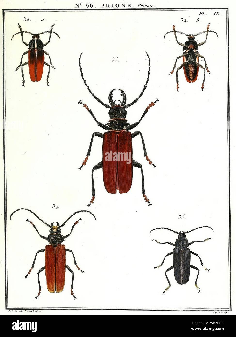 Entomologie ou Histoire naturelle des insectes, Paris, Imp. Baudouin ...