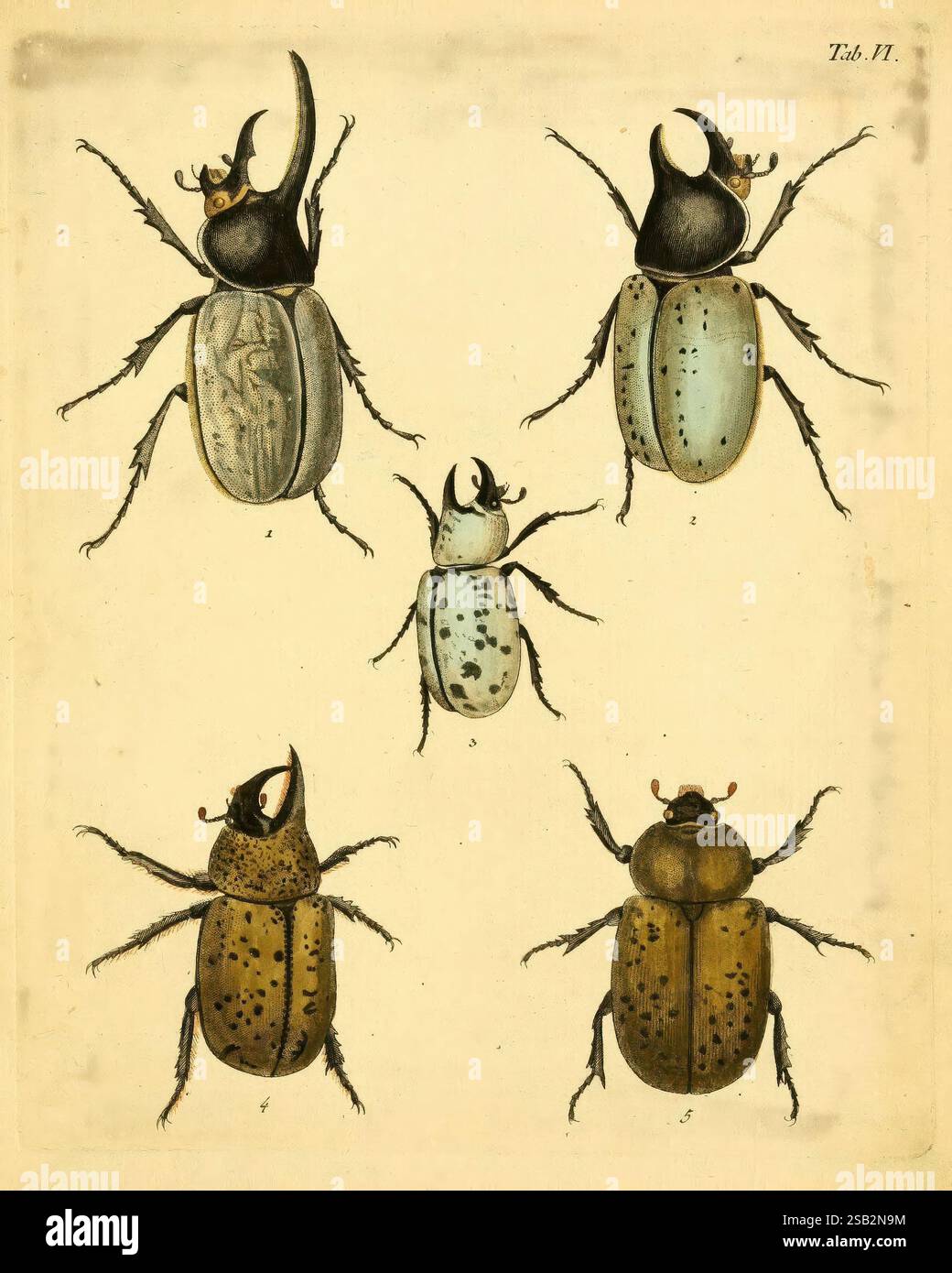 Three additional beetles hi-res stock photography and images - Alamy