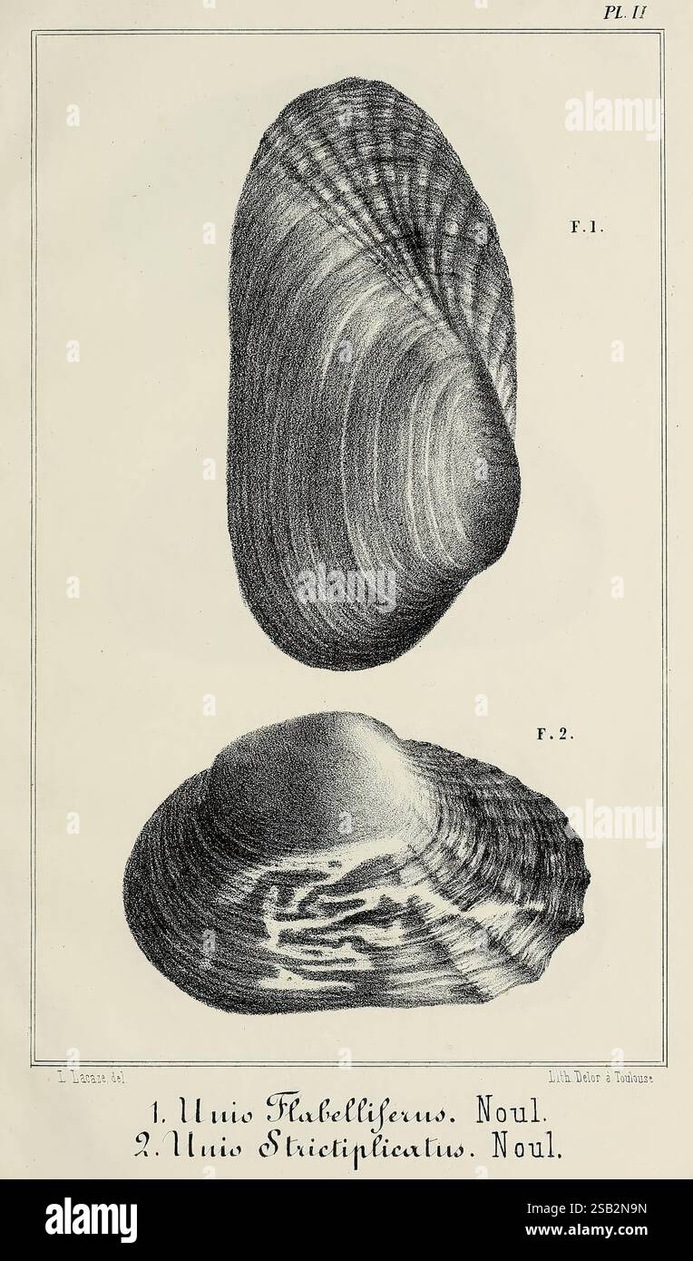 Scientific nomenclature underscores hi-res stock photography and images ...