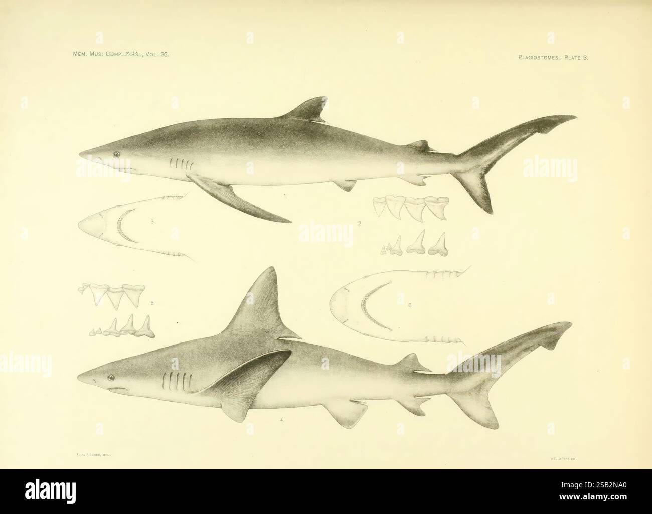 Museum 1913 sharks hi-res stock photography and images - Alamy