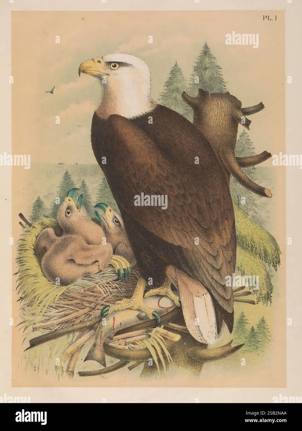 Cradles two adorable eaglets peeking hi-res stock photography and ...