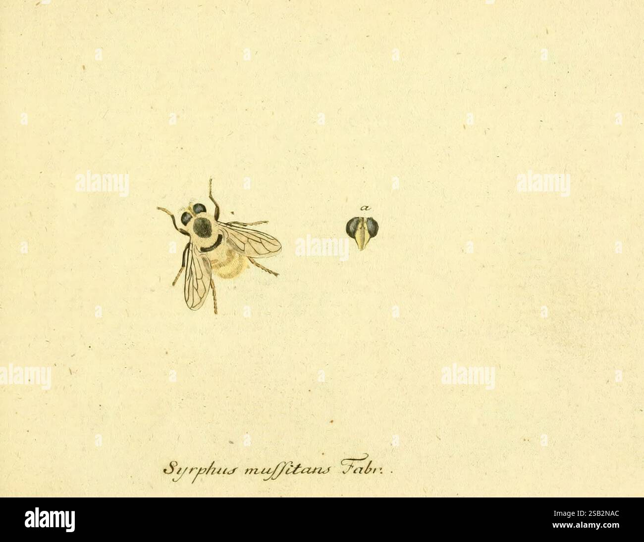 Fauna Germanica Diptera Nuremberg s.n. between 1793 and 1805 diptera ...