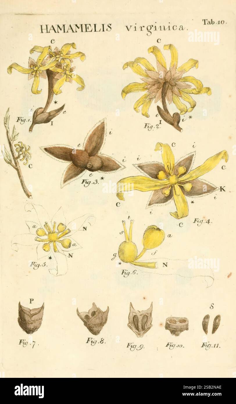 Illustratio, systematis, sexualis, Linnaeani, Francofurti, ad Moenum ...