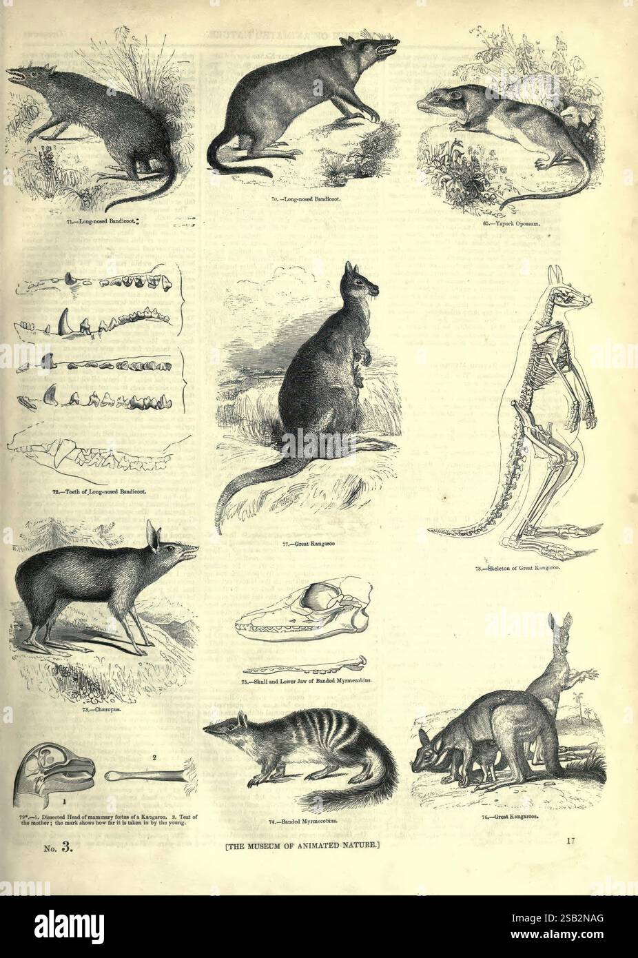 Marsupial identification hi-res stock photography and images - Alamy