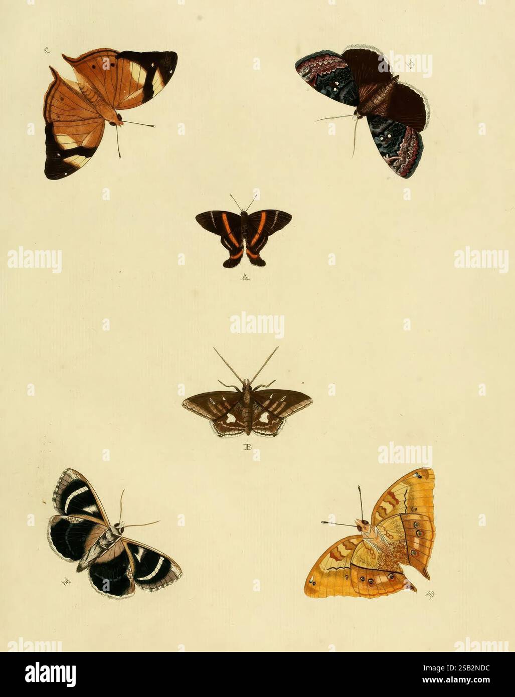 De uitlandsche kapellen. v.2. A Amsteldam, Chez Barthelmy Wild, 1779 ...