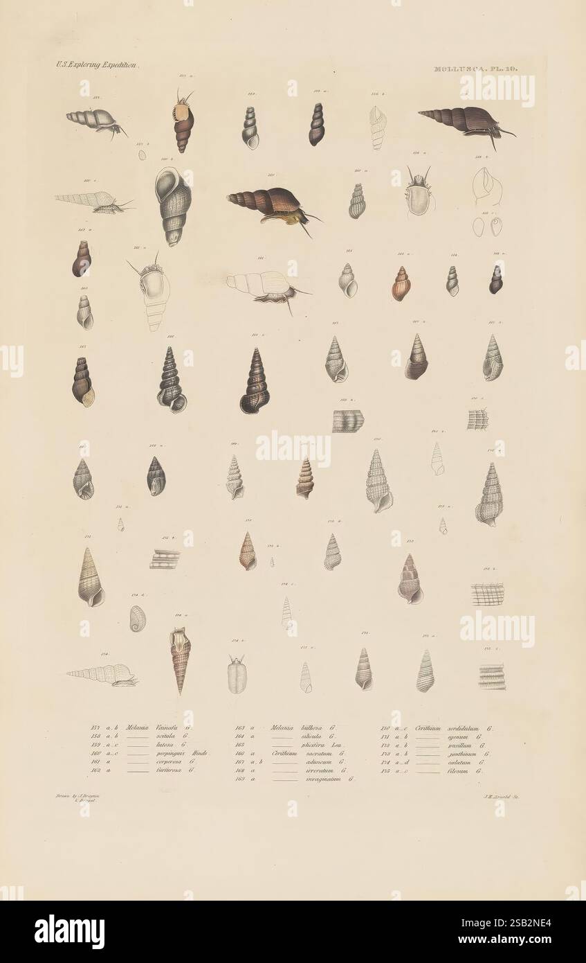 Mollusca, shells, Boston, Gould & Lincoln, 1852, mollusks, This ...