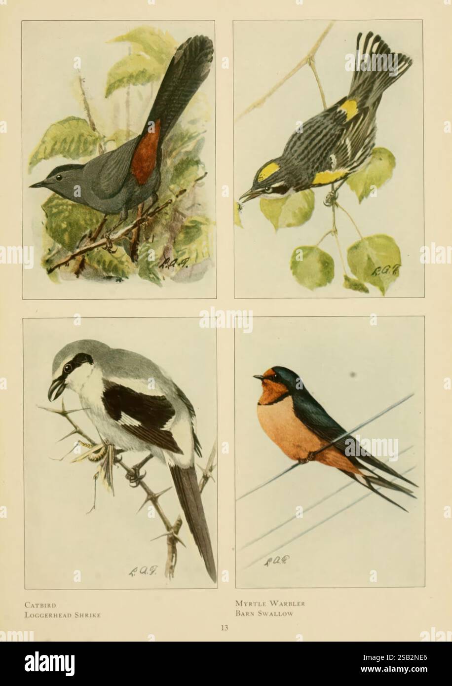 Foraging amidst leafy branches hi-res stock photography and images - Alamy