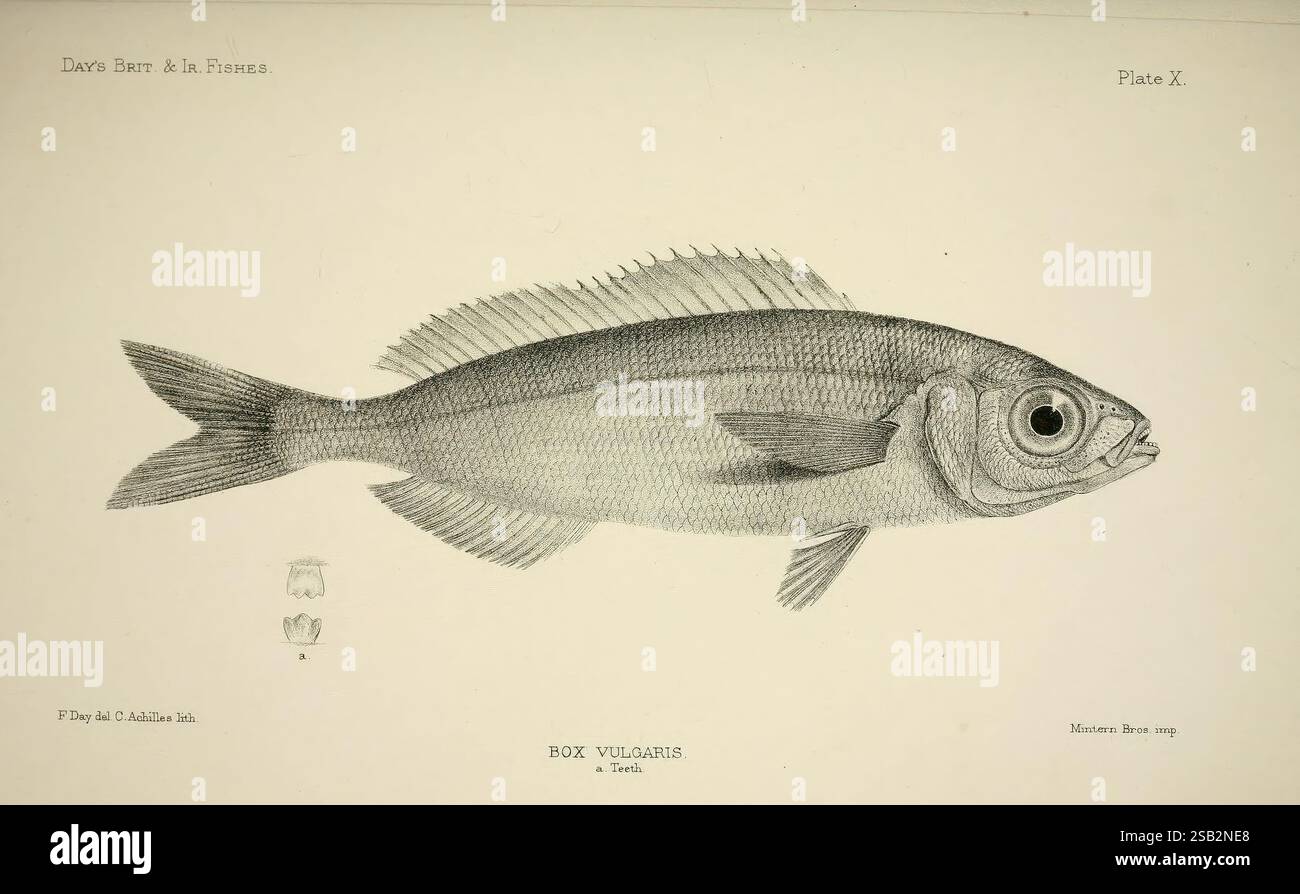 The fishes of Great Britain and Ireland, Edinburgh, 1880-1884 Great ...