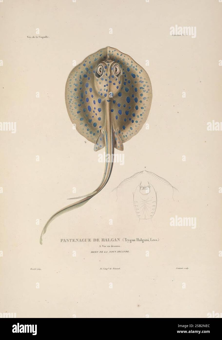 Voyage autour du monde, Paris, Arthus Bertrand, 1825-1830 [i.e. 1838 ...