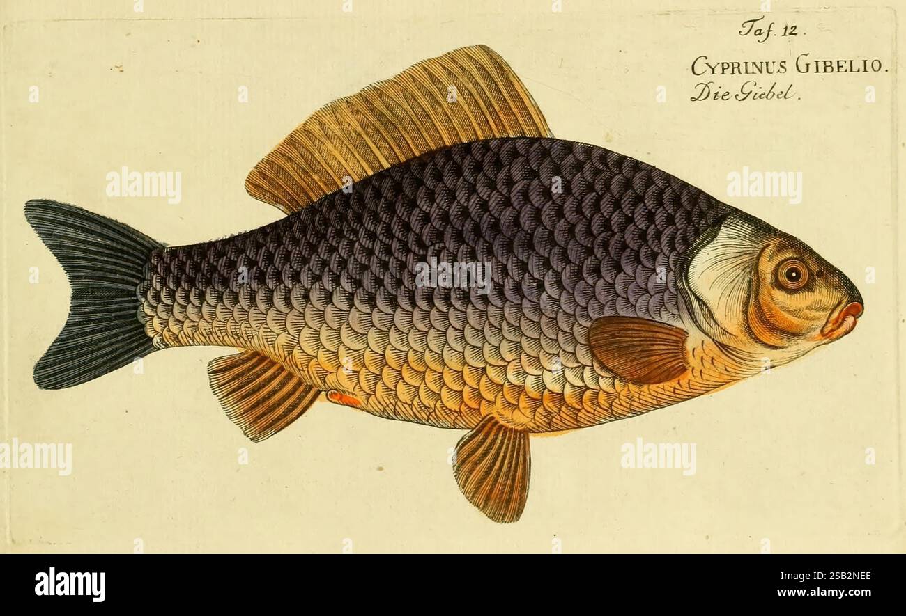 Ichthyologie ou Histoire naturelle des poissons, Berlin, Chez l'auteur ...