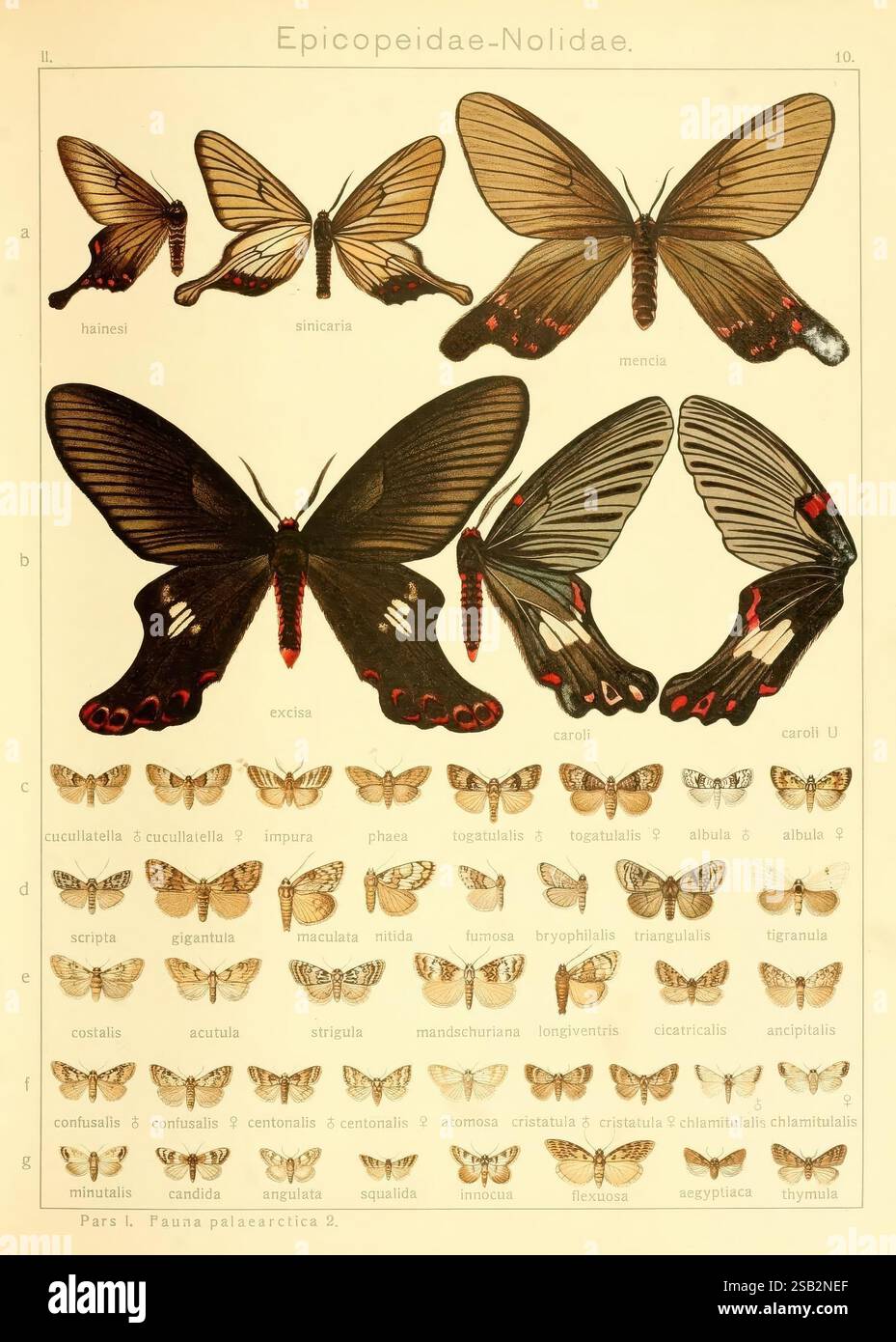 Coloration differences hi-res stock photography and images - Alamy