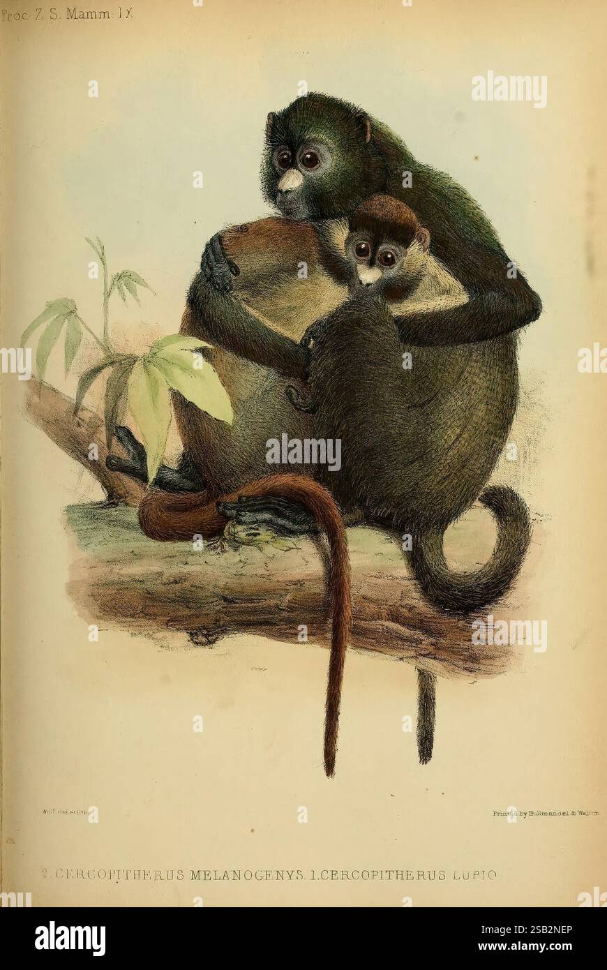 Monkeys engage hi-res stock photography and images - Alamy