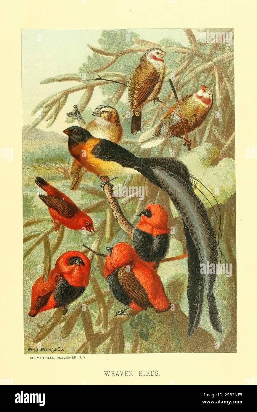 Realm of avian species hi-res stock photography and images - Alamy