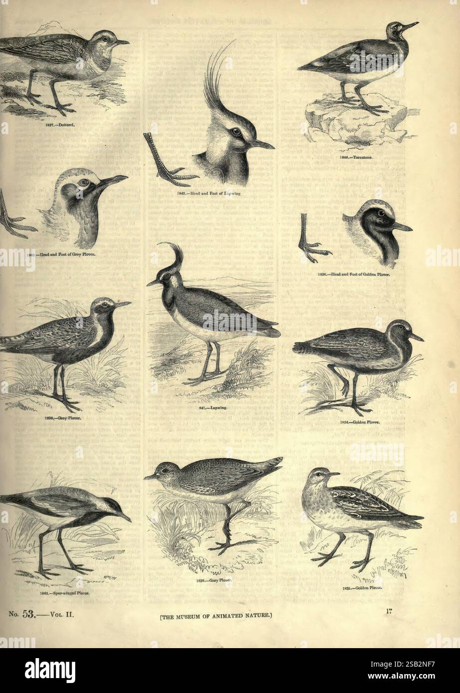 Middle section highlights species hi-res stock photography and images ...