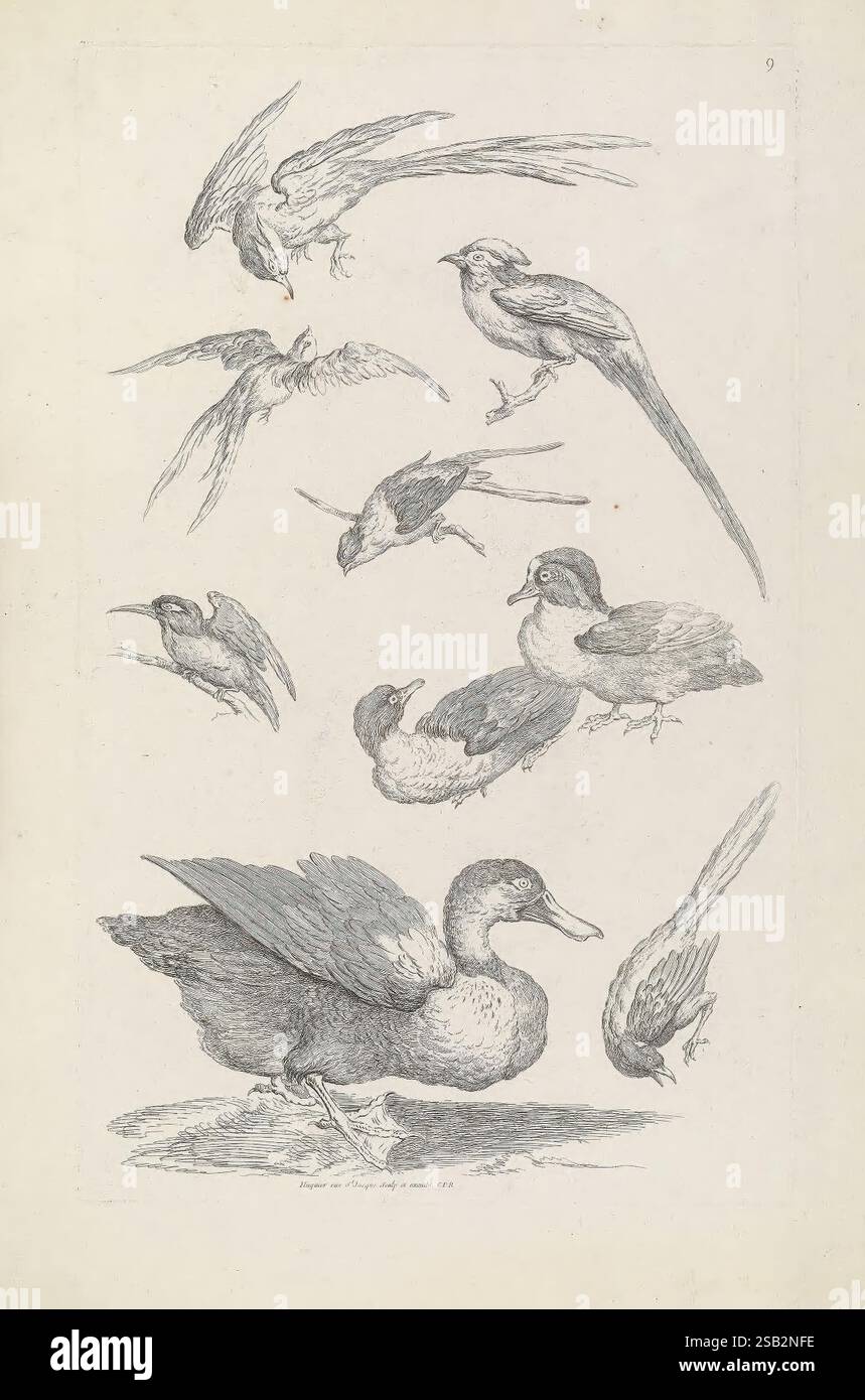 Livre des différentes espèces d'oiseaux de la Chine Paris s.n. 173 ...