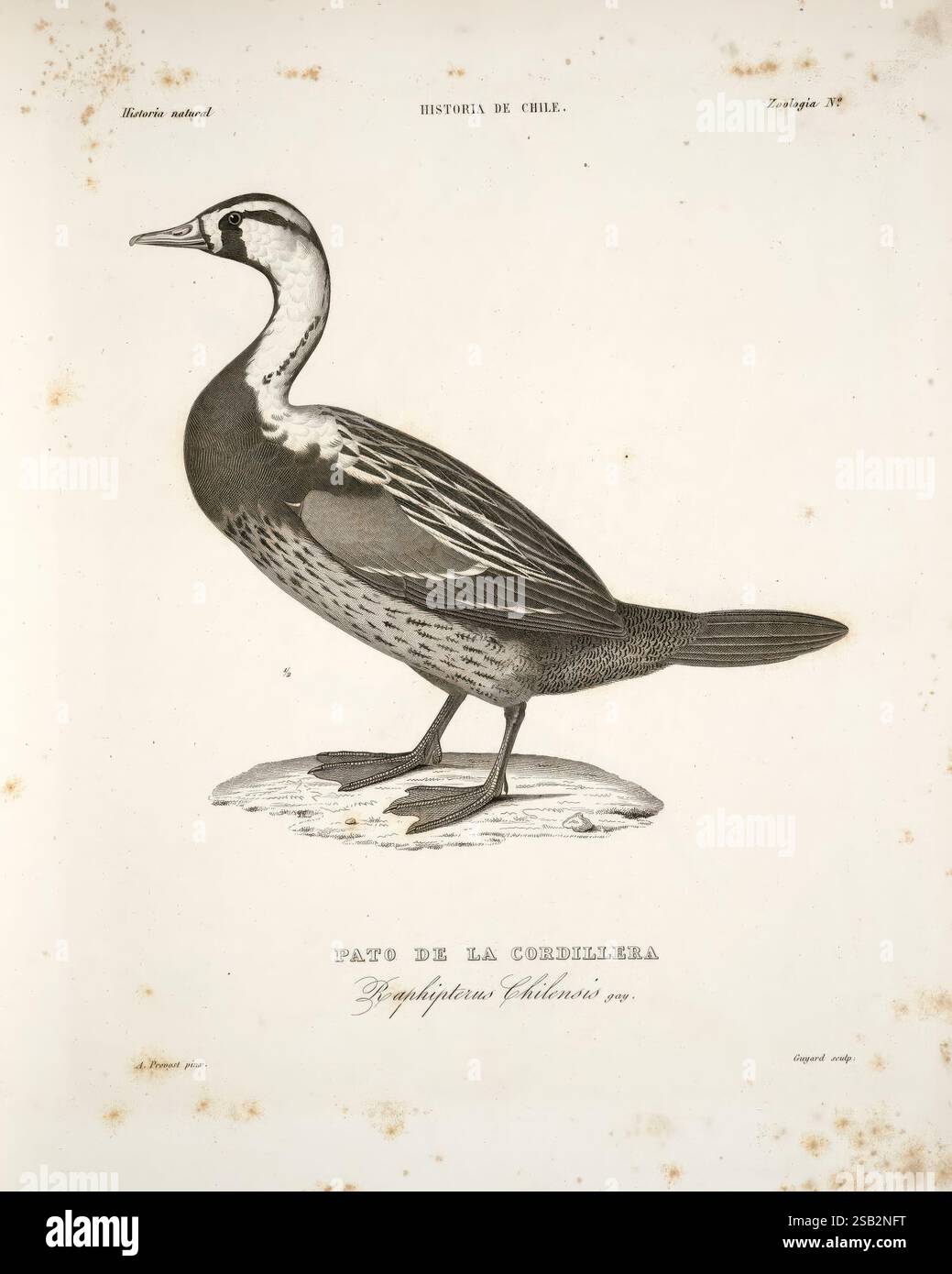 Historia del pato hi-res stock photography and images - Alamy