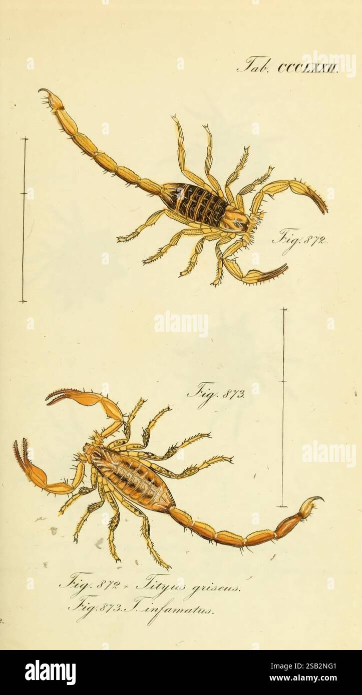 Prominent tail curled hi-res stock photography and images - Alamy