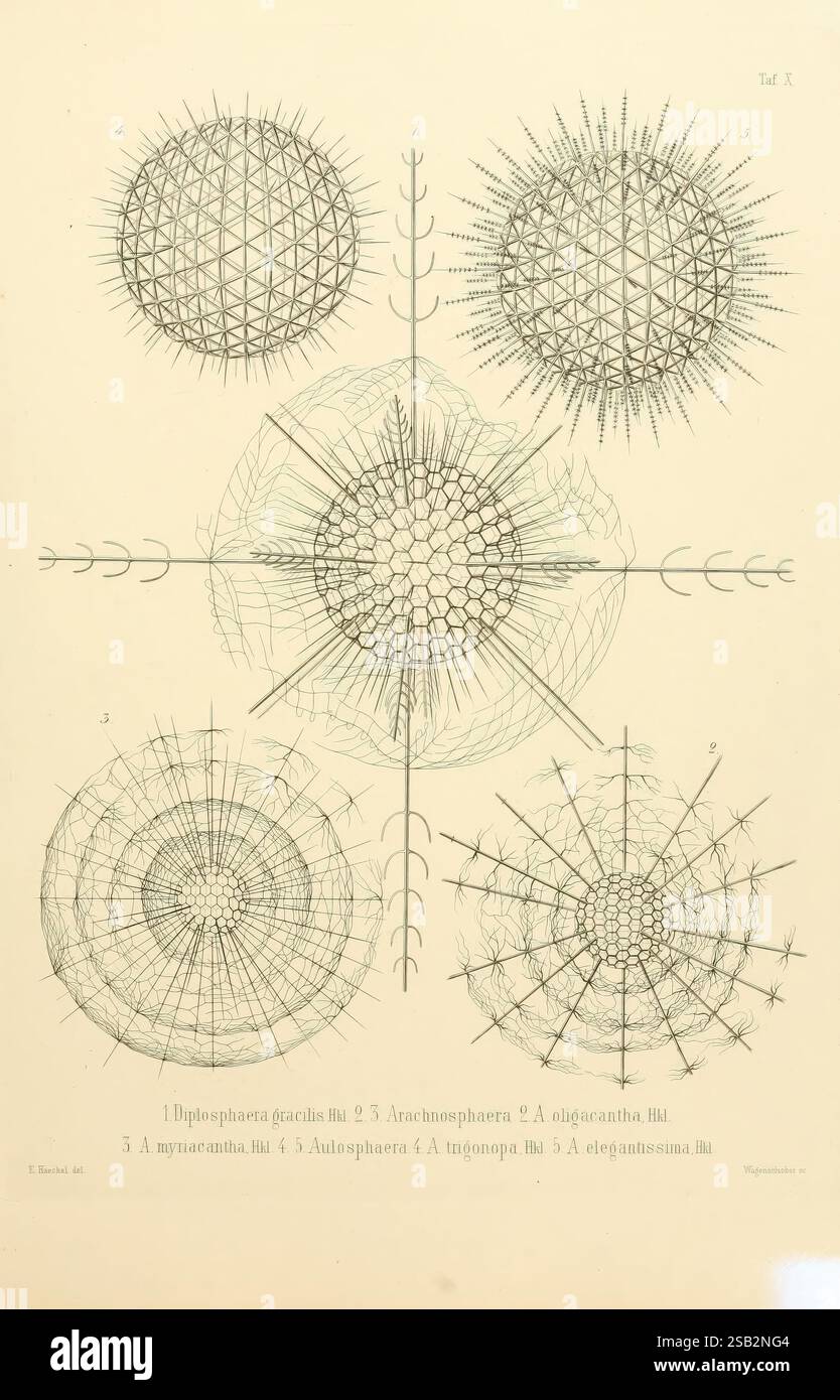 Die Radiolarien (Rhizopoda Radiaria), Berlin, G. Reimer, 1862-1888 ...