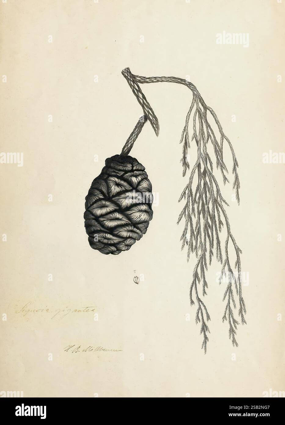 Drawings Prints Associated with USPRR reports Photographs Archival ...